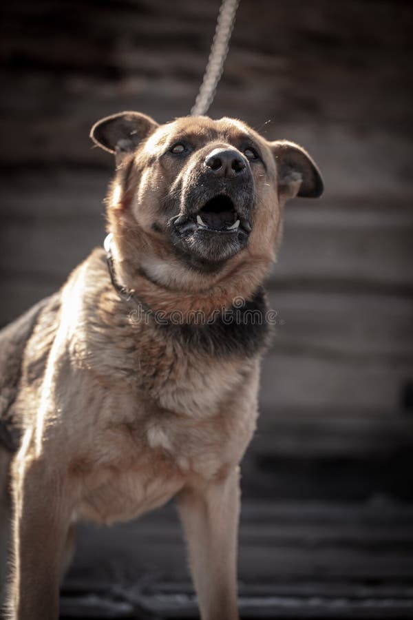 An Angry Dog Barks Near the House Stock Photo - Image of rage, barking ...