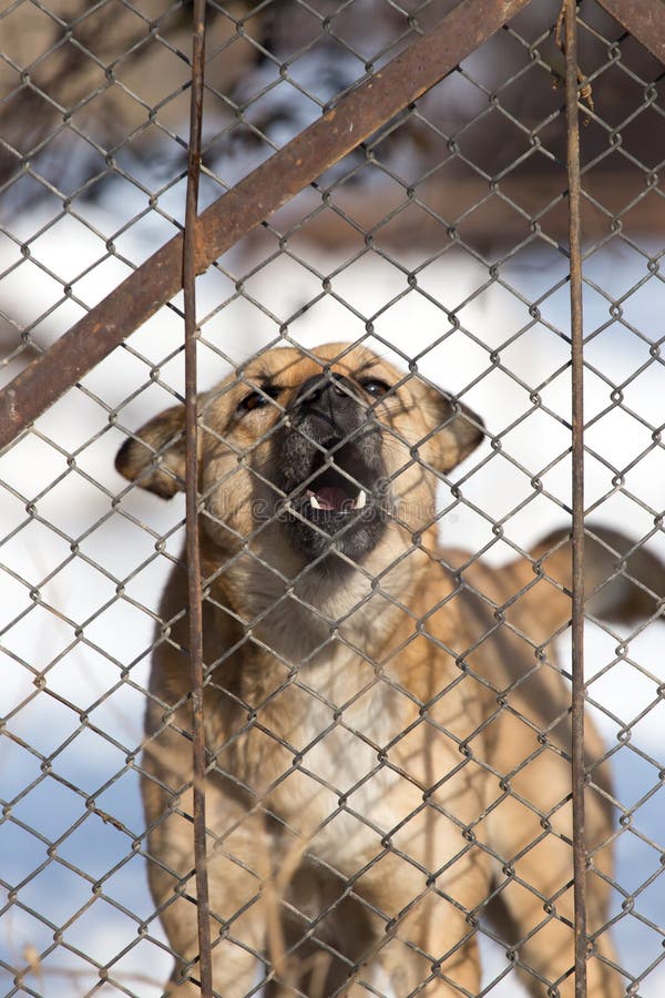 Angry dog behind a fence stock photo. Image of canine - 101918664