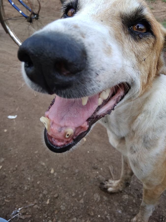 Angry dog stock image. Image of bite, angry, candidate - 127592525