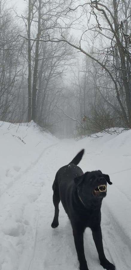 Angry dog stock image. Image of snow, winter, tree, morning - 221282089
