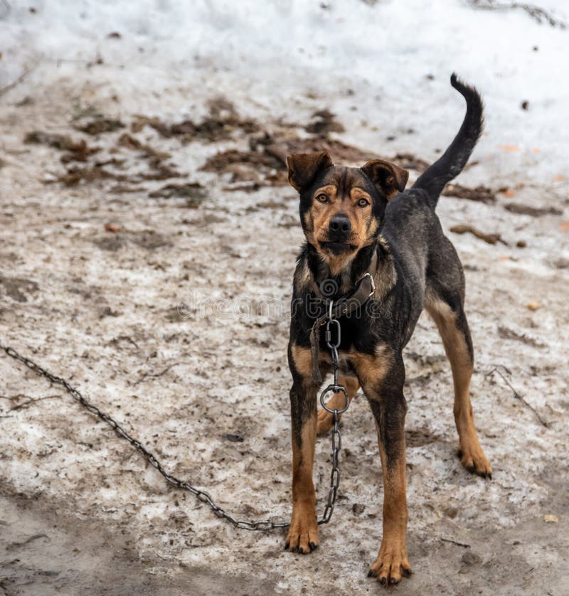 Angry dog on a chain stock image. Image of nature, guard - 200966633