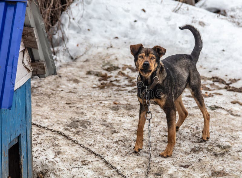 Angry Dog on a Chain Guards the Owner`s House Outdoor Stock Photo ...