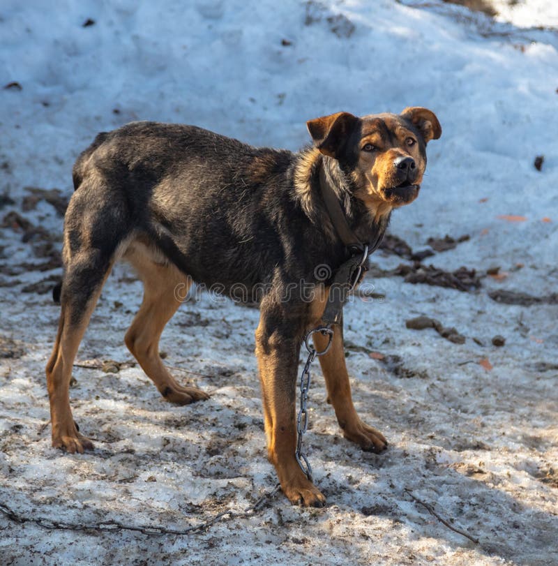 Angry dog on a chain stock image. Image of outside, defender - 201854563