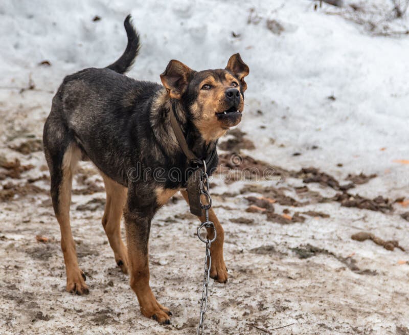 Angry dog on a chain stock image. Image of gray, breed - 202480947