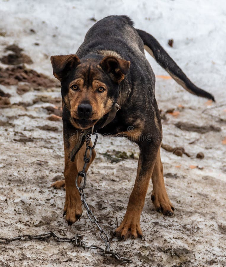 Angry dog on a chain stock image. Image of aggressive - 202480949