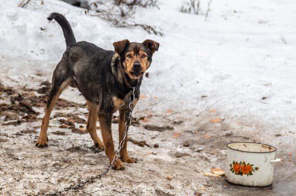 Angry dog on a chain stock photo. Image of chain, nose - 203097518