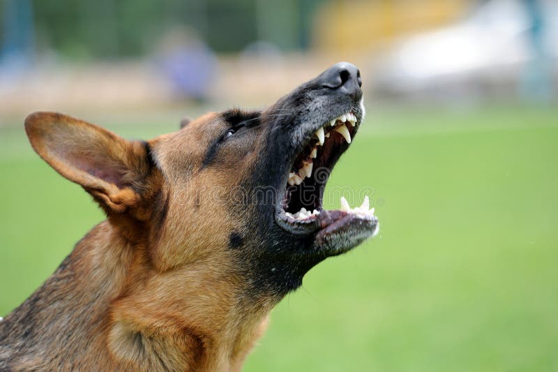 Snarling dog stock image. Image of growling, vicious, protective - 54945