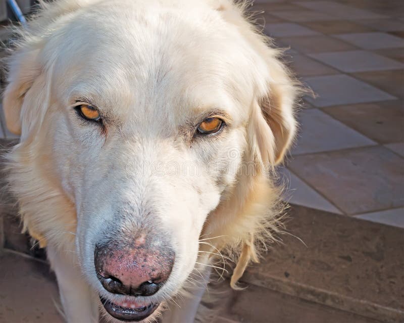 Angry dog stock image. Image of animal, freedom, eyes - 34516087