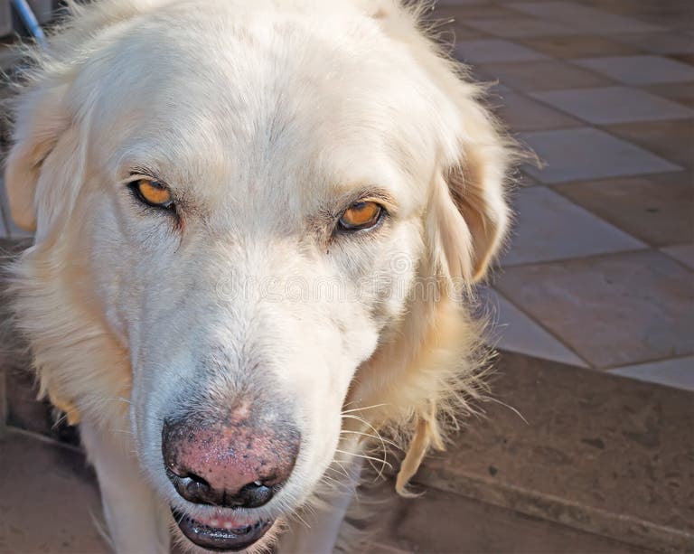Angry dog stock image. Image of animal, freedom, eyes - 34516087