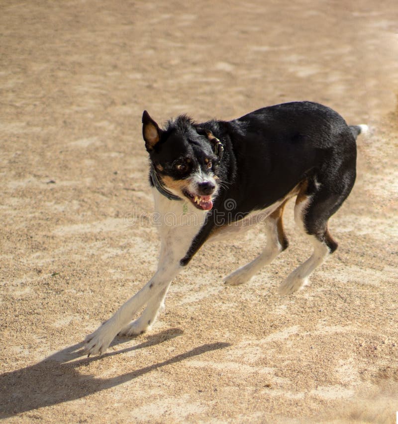 Angry Maltese Dog Sitting on a Blanket and Looking Back on the Beach ...