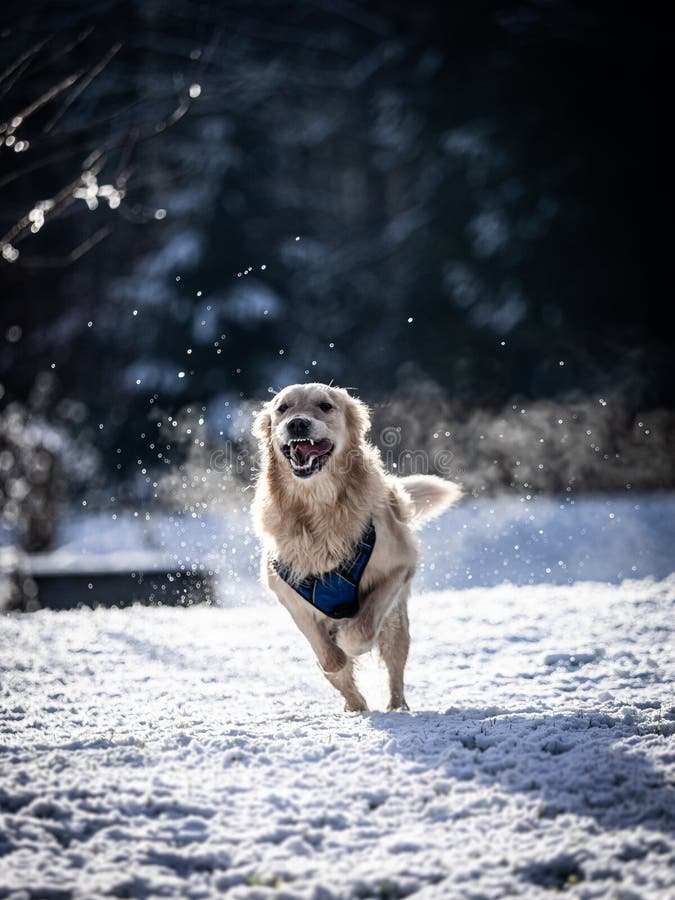 Angry Dog Fetching Teeth in Snow and Running Stock Photo - Image of ...