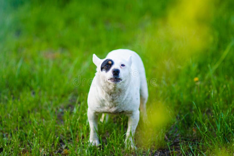 Angry dog stock photo. Image of devoted, loyalty, breed - 166191000