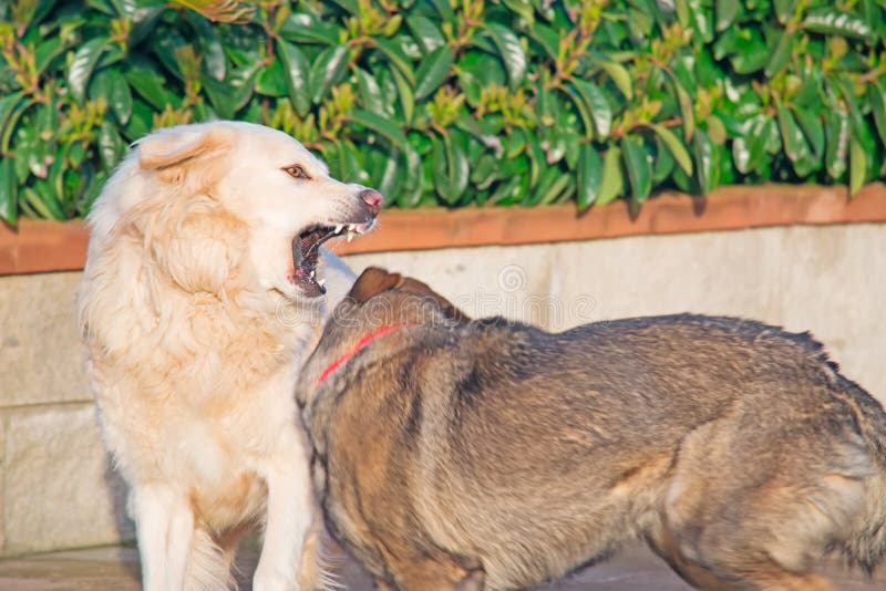 Angry dog stock photo. Image of growling, horizontal - 38645372