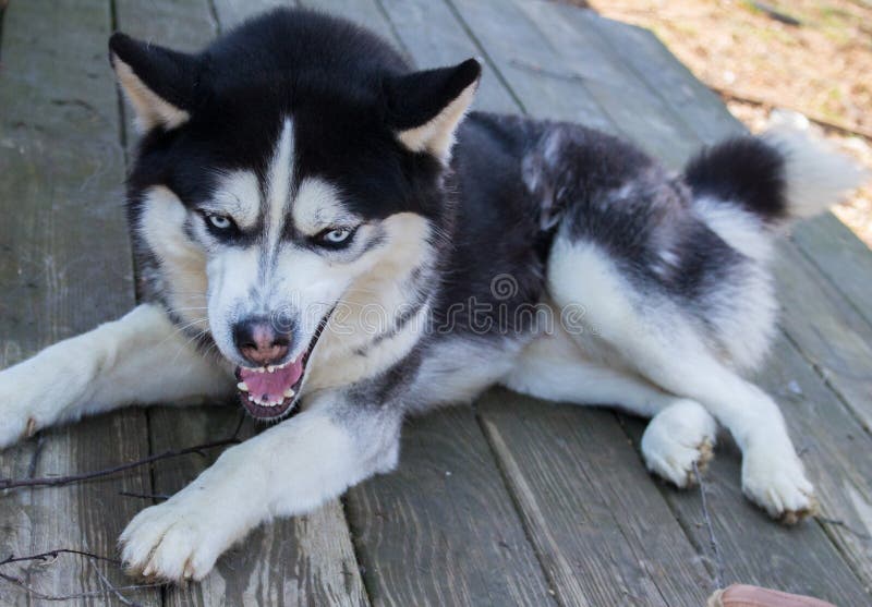 Snarling Husky