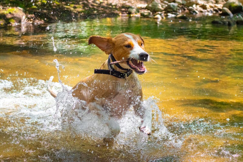 Angry Dog Jumping in the River Stock Photo - Image of carefree, leisure ...