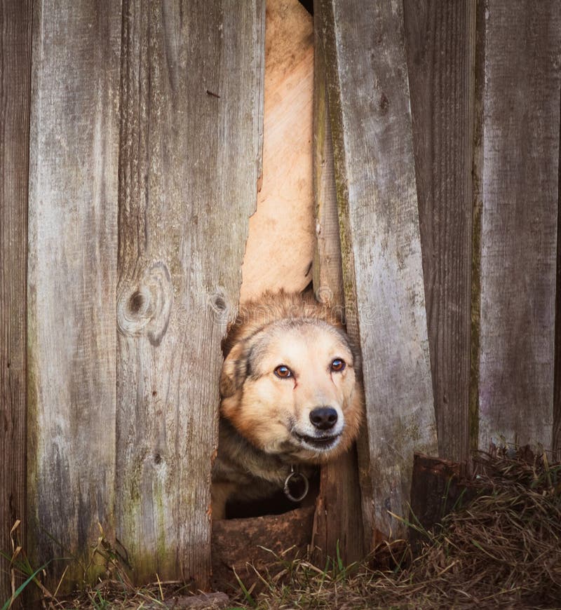 Angry dog look at outside stock photo. Image of fence - 29011792