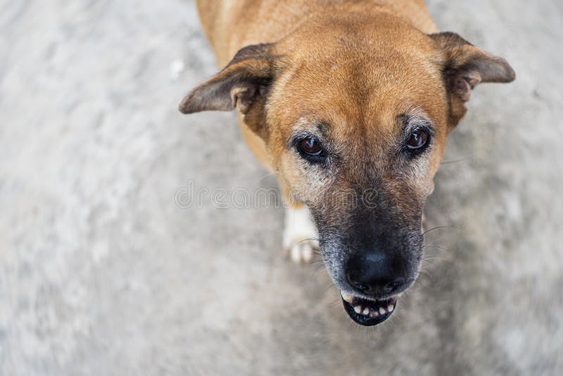 Angry Dog. Dog is Looking and Attacking Stock Image - Image of purebred ...