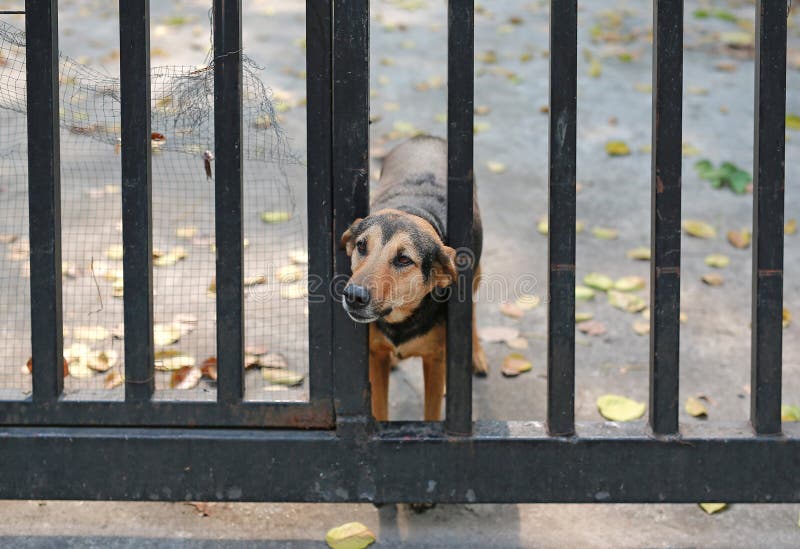Angry Dog Looking from the Hole in the Metal Fence Stock Image - Image ...