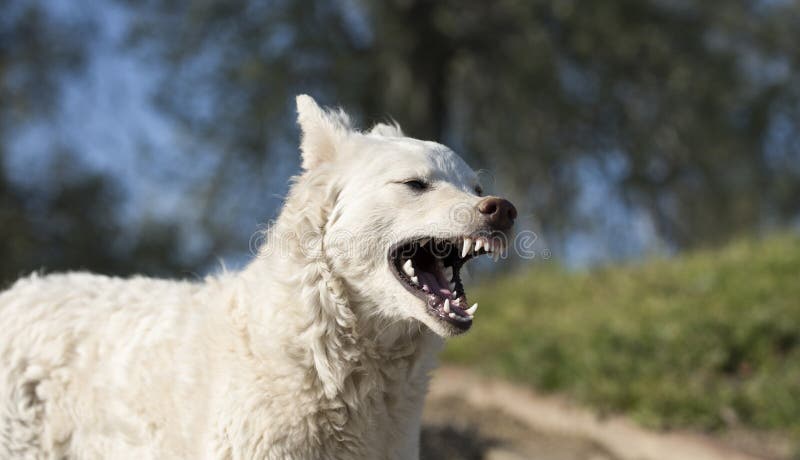 Angry Dog Looks Aggressive with Dangerous Teeth Stock Photo - Image of ...