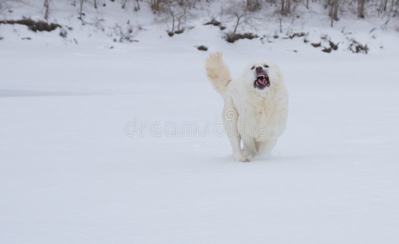 Angry dog stock image. Image of fang, growling, growl - 50293145