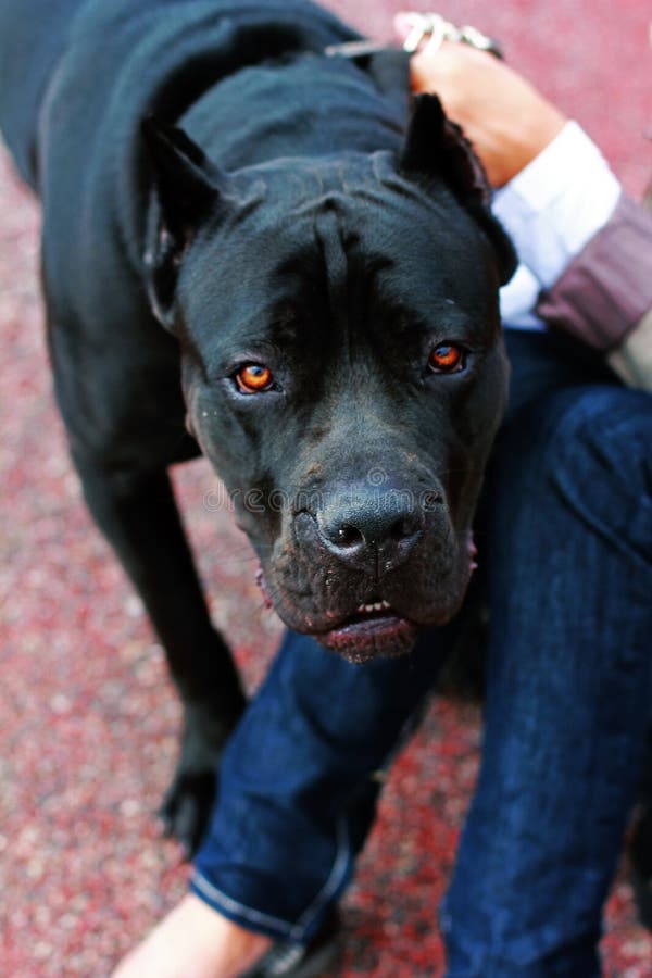 Unfriendly Dog Stock Photos - Free & Royalty-Free Stock Photos from ...