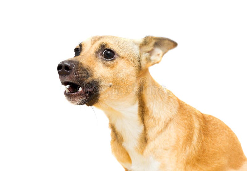 Angry doggy stock photo. Image of doggy, humor, protection - 48328568
