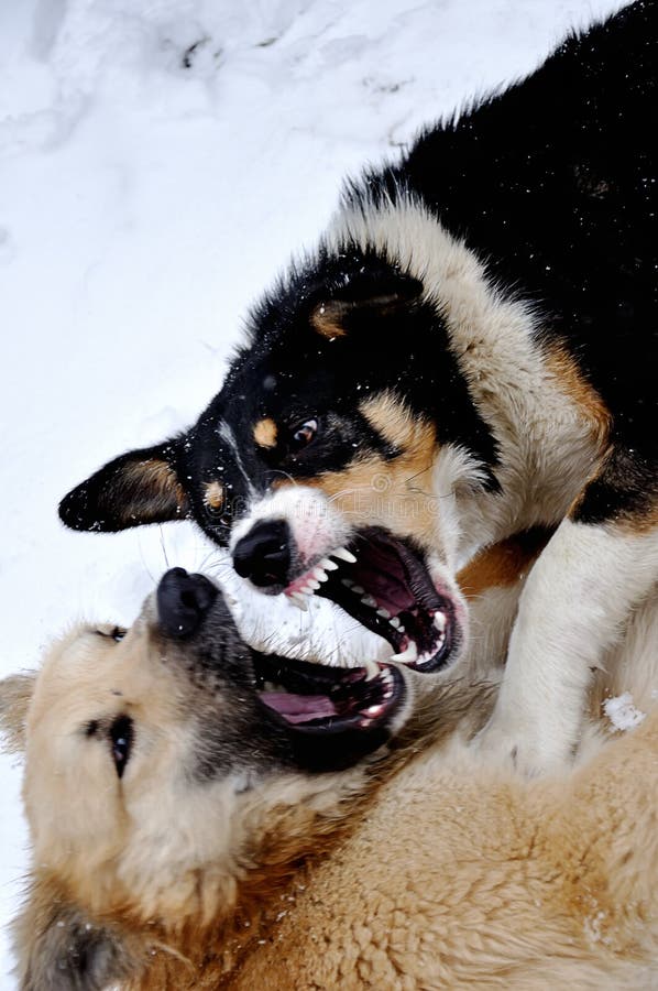 Angry Dogs with Bared Teeth Stock Image - Image of scared, hatred: 35416149