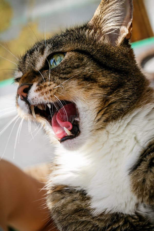 624 Angry Hissing Cat Stock Photos - Free & Royalty-Free Stock Photos ...