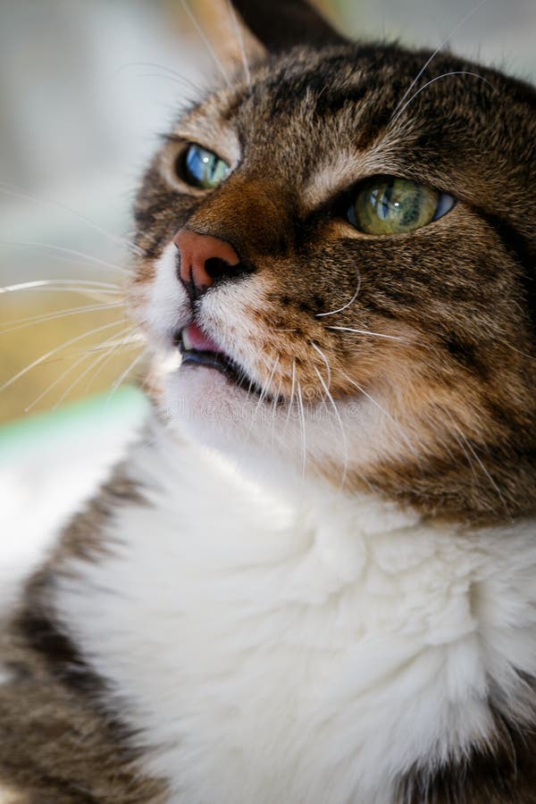 Angry Hissing Cat Stock Photos - Download 440 Royalty Free Photos