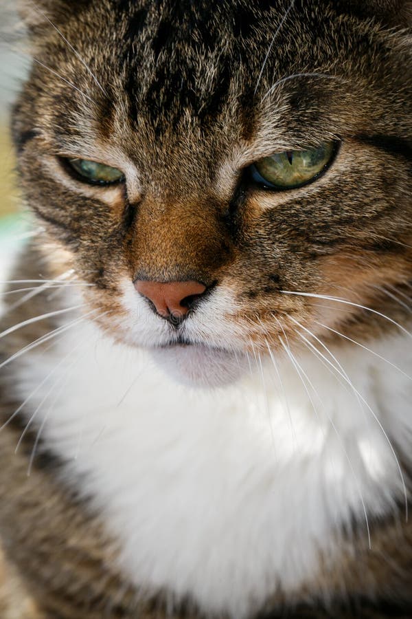 Angry Hissing Cat Stock Photos - Download 440 Royalty Free Photos