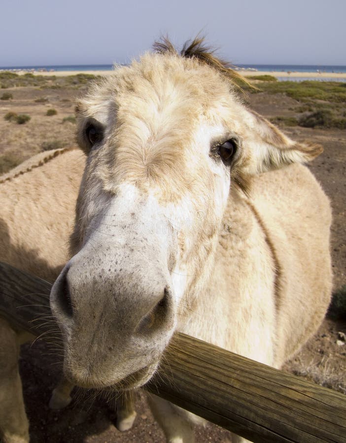 Angry donkey stock photo. Image of temper, animal, character - 8737654