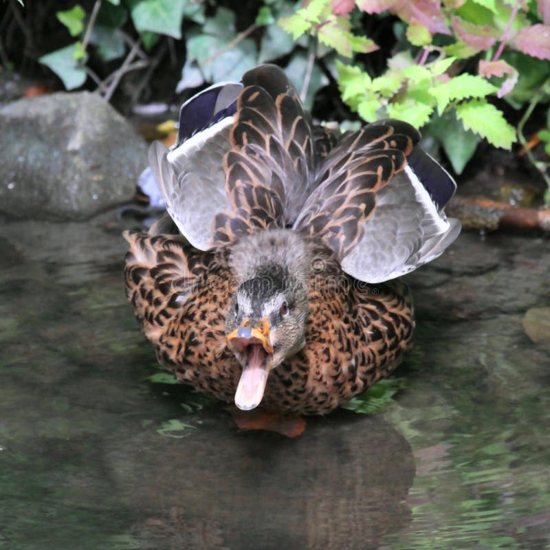 Angry duck stock photo. Image of water, hunter, nature - 16081452