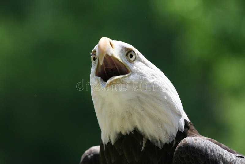 Angry Picture. Image: 5713039