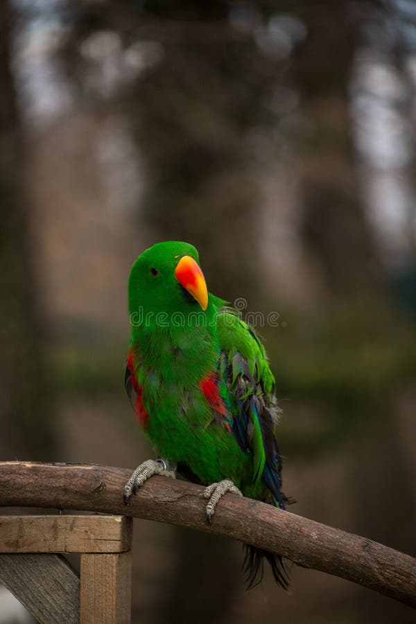 Angry edel parrot look stock photo. Image of flight - 243324206