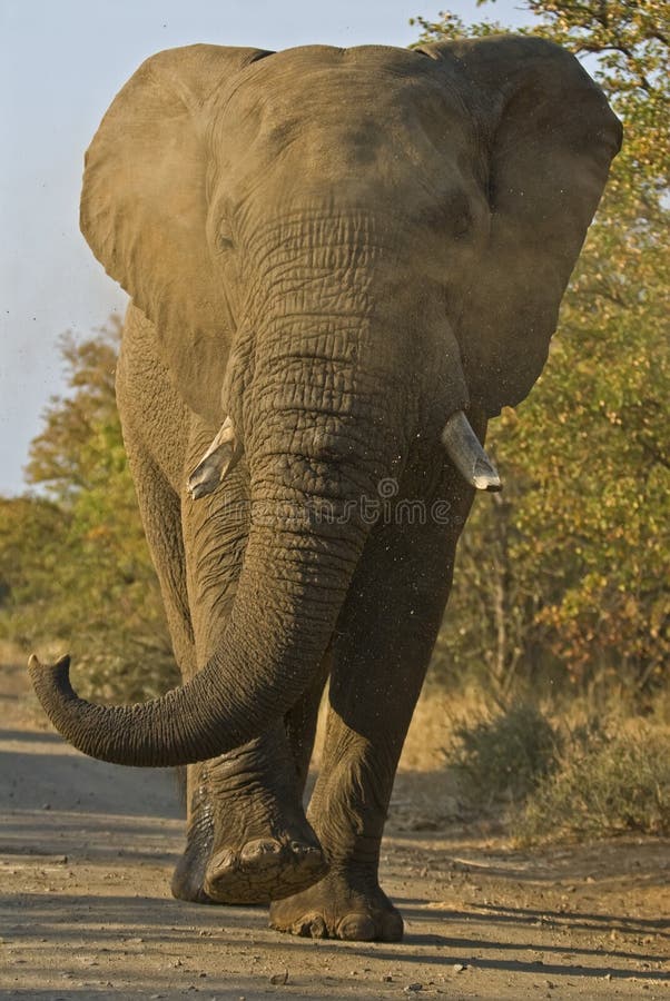 Angry Elephant Picture. Image: 4726778