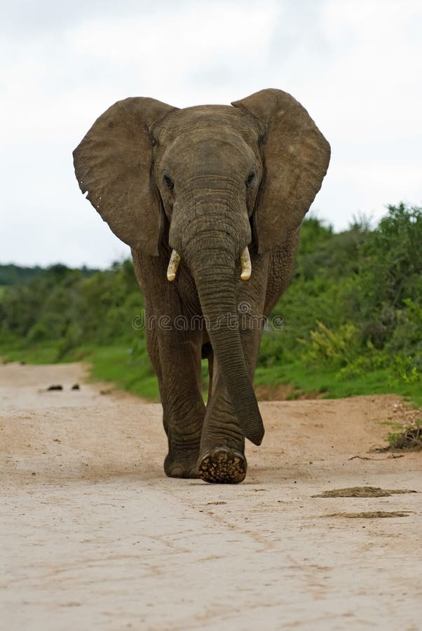 Angry Elephant stock photo. Image of nature, charge, protective - 650300