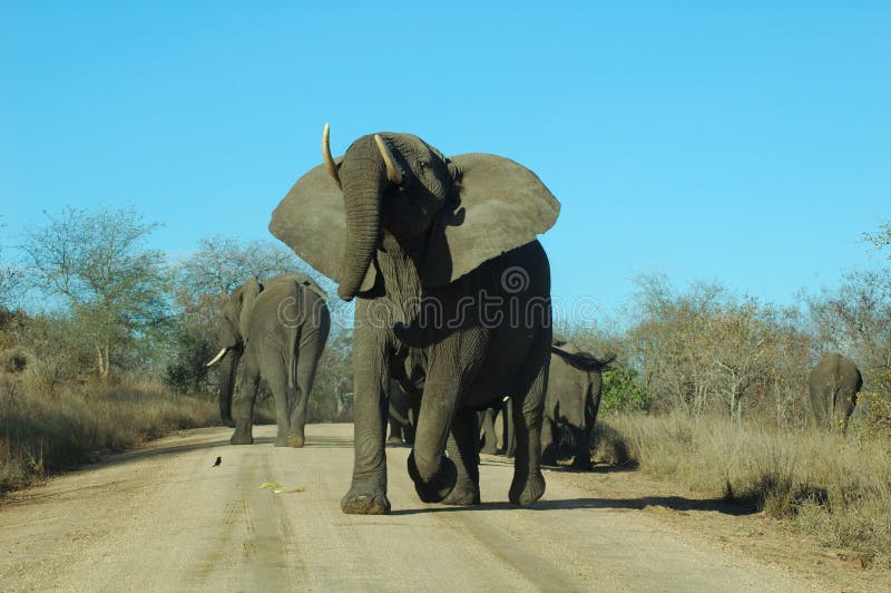 Angry Elephant stock image. Image of africa, strong, scary - 650479