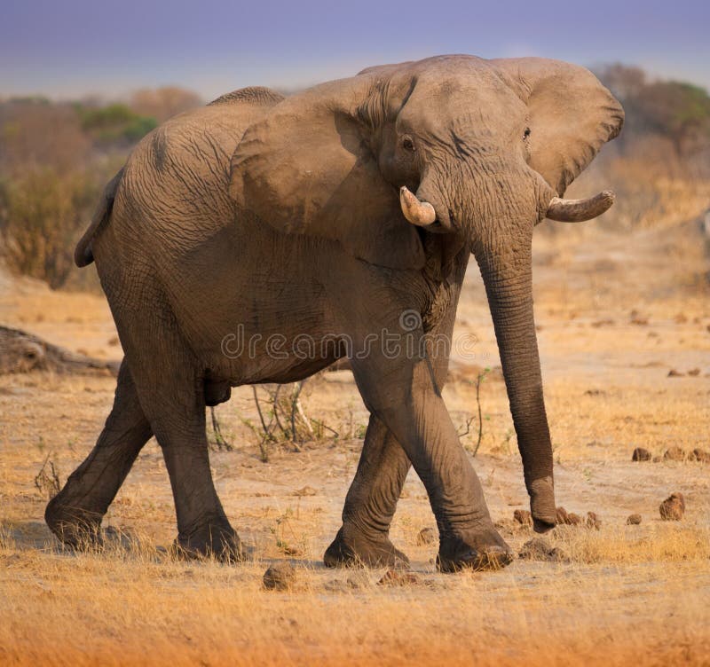Angry Elephant Ready To Charge Stock Photo - Image of ready, skin: 47616172