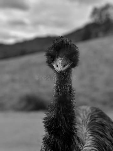 Angry Emu Stock Photos - Free & Royalty-Free Stock Photos from Dreamstime