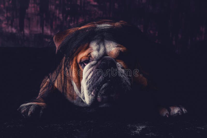 550 Angry Bulldog Stock Photos - Free & Royalty-Free Stock Photos from ...