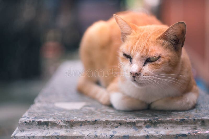 Angry Face Brown Cat Lay Down on Bench Stock Image - Image of sleep ...