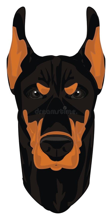 Angry Doberman stock vector. Illustration of doberman - 88282601