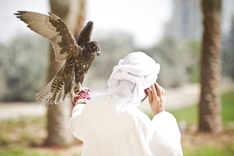 Angry Falcon stock photo. Image of concentration, hunter - 23460776