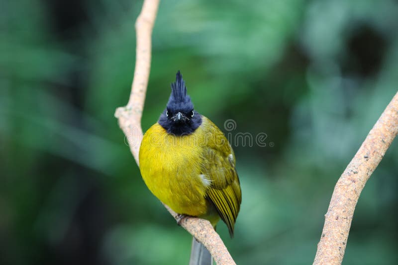 Puffed Bird on perch stock image. Image of bird, round - 170875