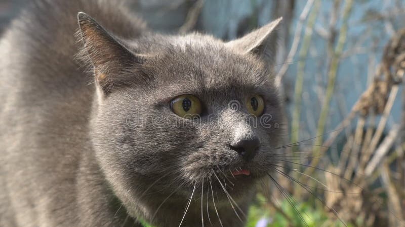 Angry Cat Face Opens Its Mouth Stock Video - Video of intense, head ...