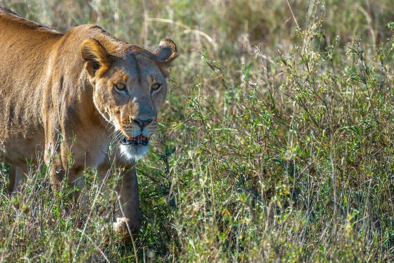 Angry Female Lion Looking for Prey in a Grass Field in the Wilderness ...