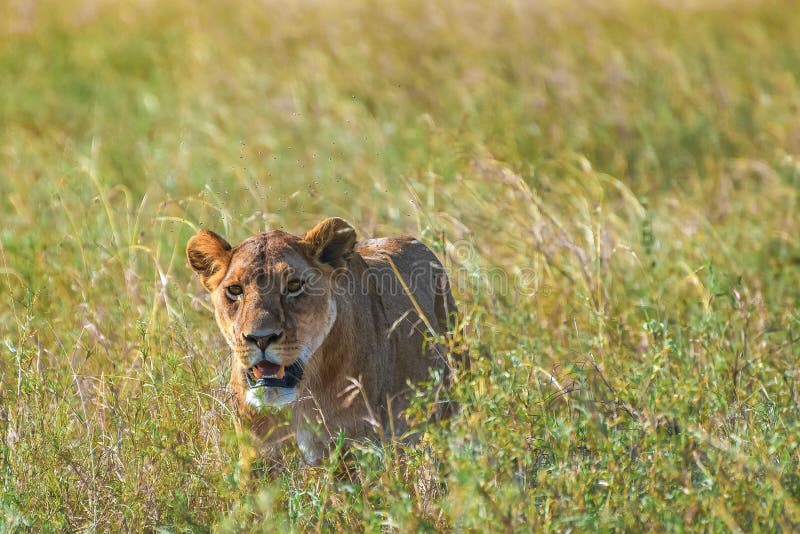 Angry Female Lion Looking for Prey in a Grass Field in the Wilderness ...