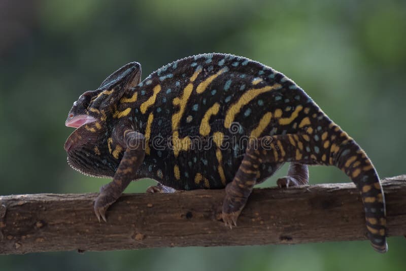 Angry Female Veiled Chameleon on a Tree Branch Stock Photo - Image of ...