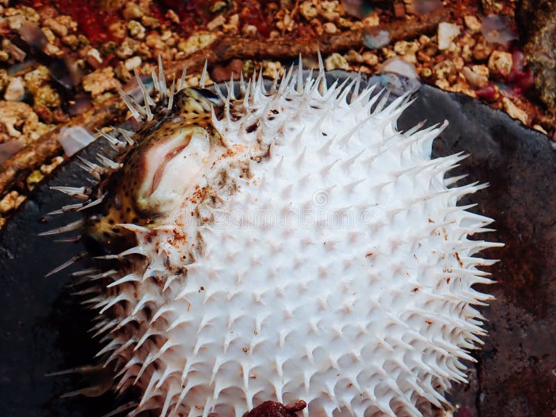 Angry fish stock image. Image of puffer, synanceiidae - 123096231