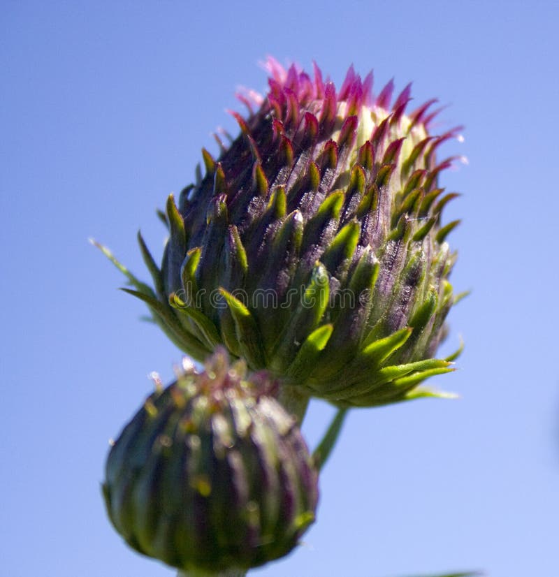 Angry Flower Picture. Image: 5663556